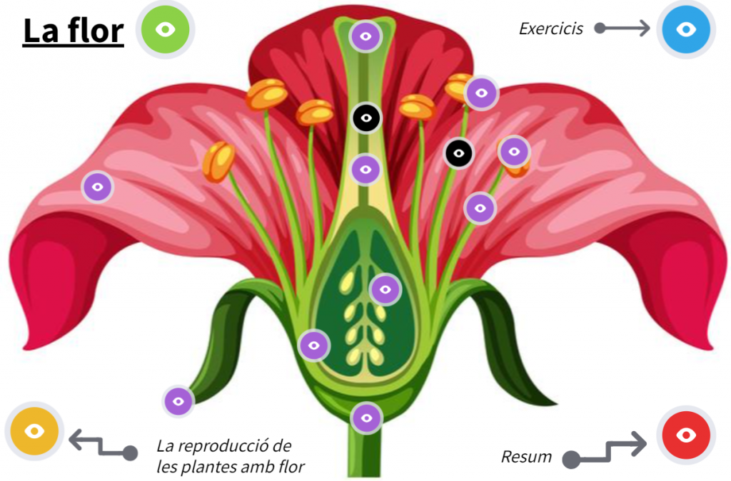 M5A1_Un recurs digital motivador per descobrir les flors – CRISTINA